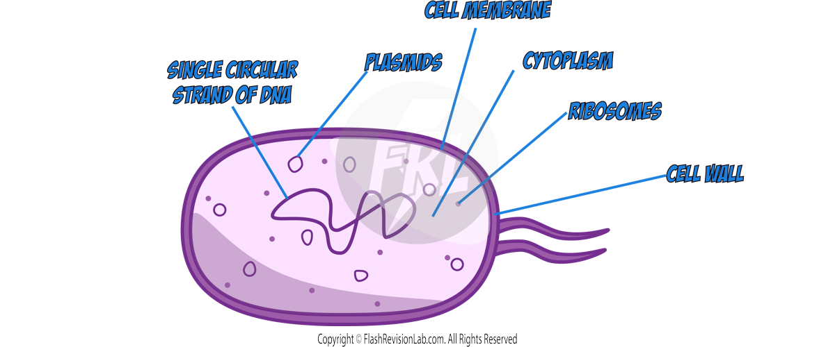 Animal Plant & Bacteria Cells